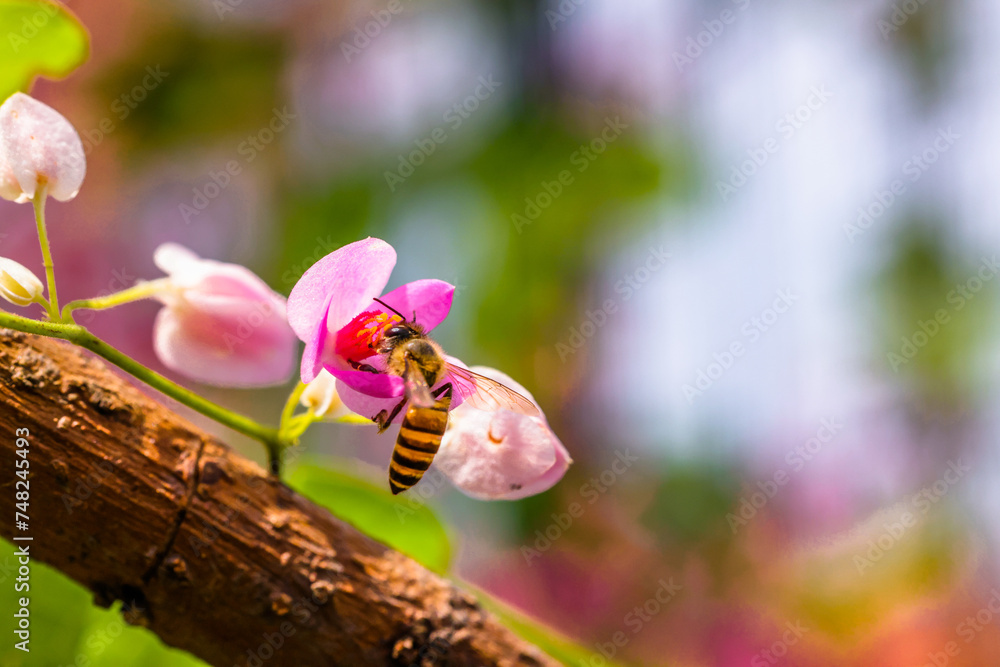A honey bee (also spelled honeybee) is a eusocial flying insect within ...