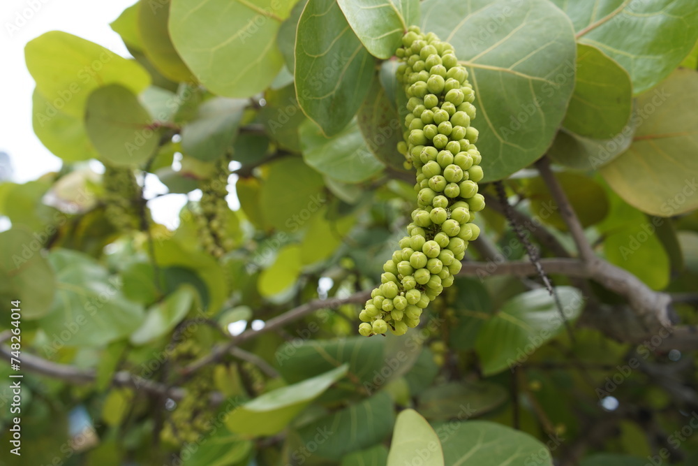 Coccoloba uvifera is a species of tree and flowering plant in the ...