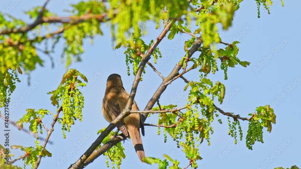 Great reed warbler - Acrocephalus arundinaceus - a small migratory bird ...