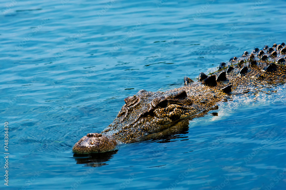 Saltwater Crocodile Stock Photo | Adobe Stock
