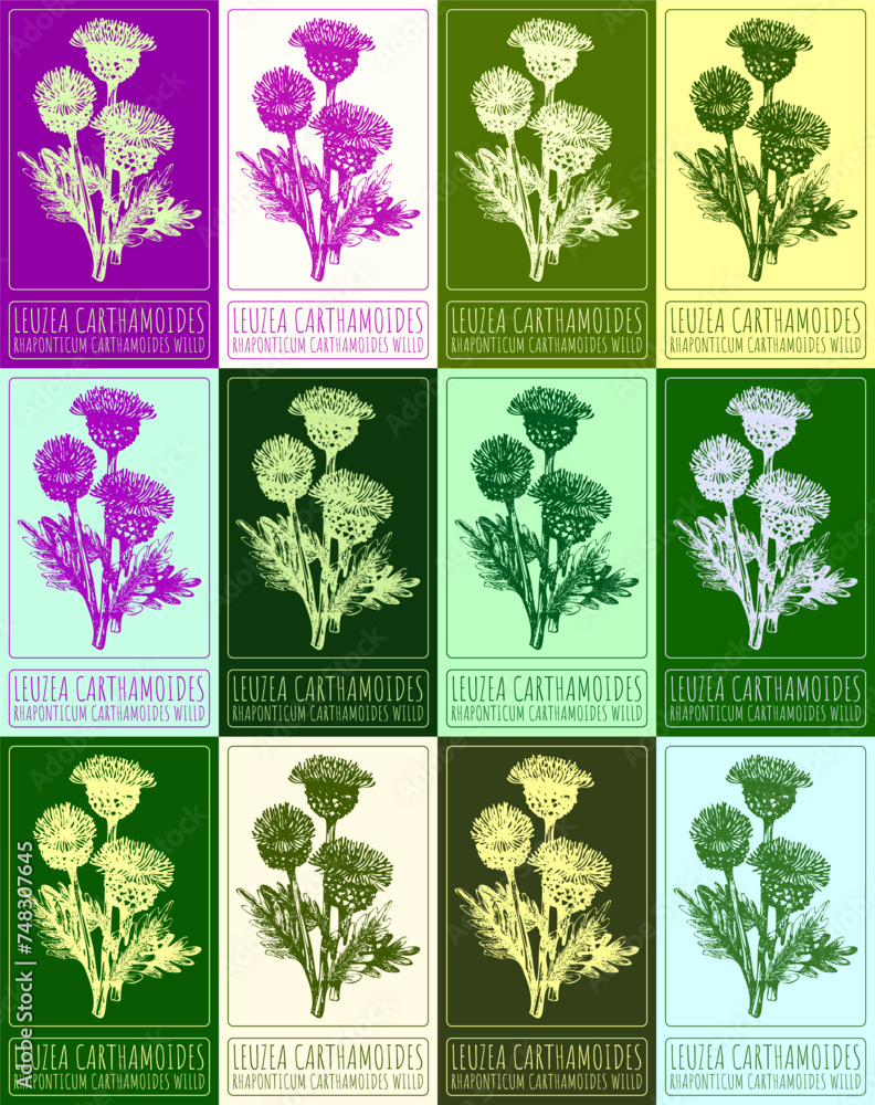 Set of vector drawing LEUZEA CARTHAMOIDES in various colors. Hand drawn ...