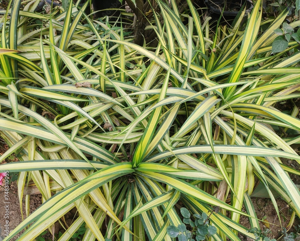 Garden foliage plant - Pandanus baptistii. Commonly known as Variegated ...