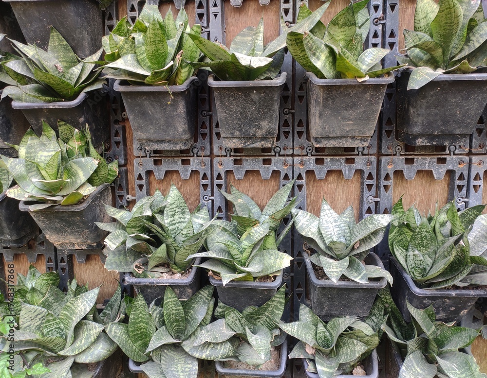 Ornamental plant commonly known as snake plant. Also known as Saint ...