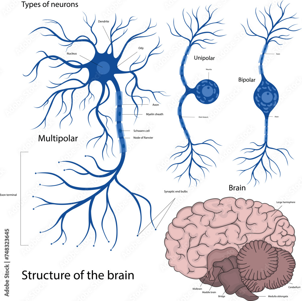 Types of neurons bipolar, unipolar, multipolar. The structure of a ...