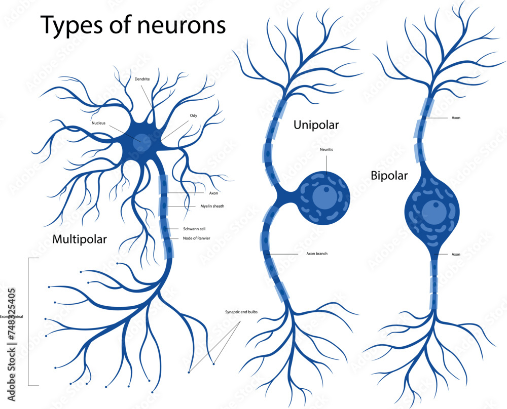 Types of neurons. The structure of a neuron in the brain. Stock Vector ...