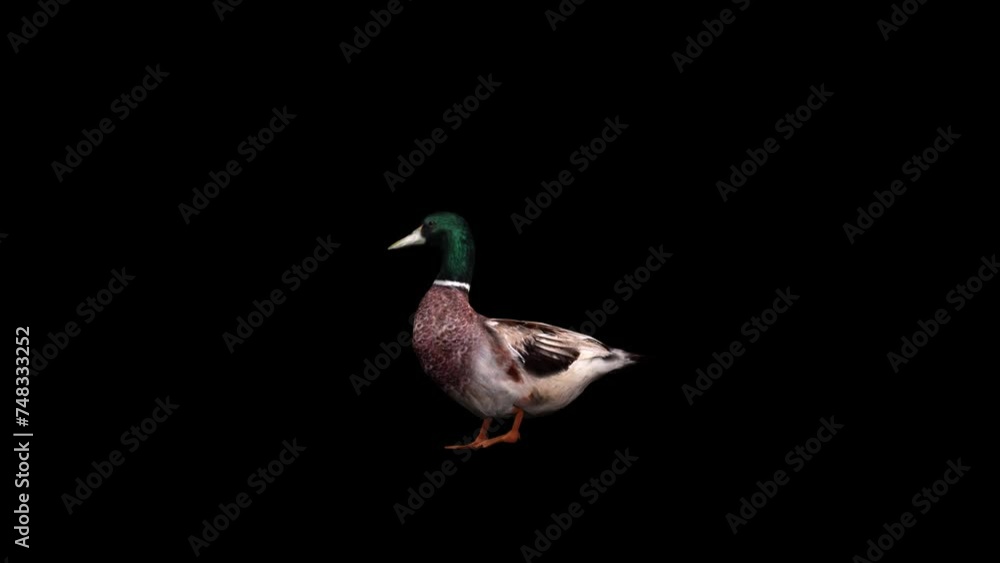 3D duck bird walking loop render on black background with cycle view ...