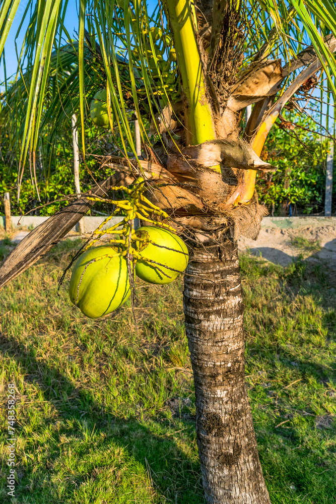 Beautiful and small coconut tree with many green coconuts, on an island ...