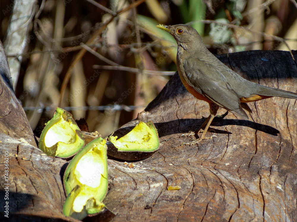 João de Barro, photographed eating avocado on farmland in Três Pontas ...