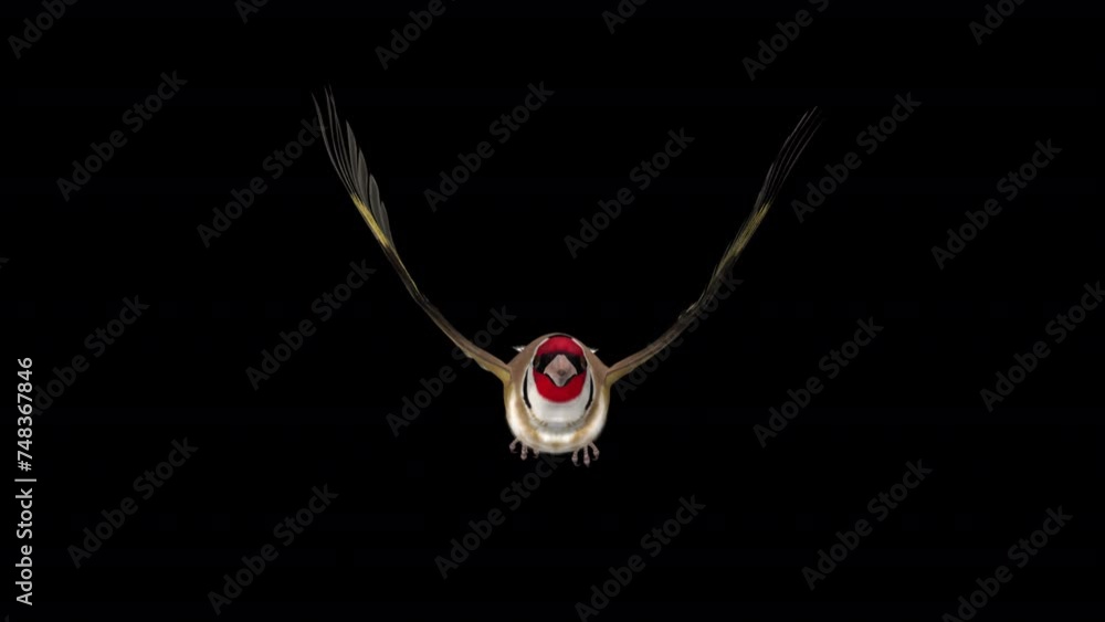 Eurasian Goldfinch - Easter Bird - Flying Loop - Front View CU - Alpha ...