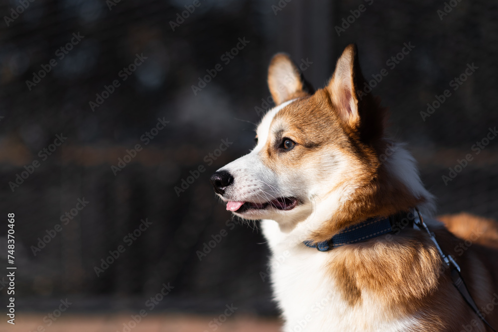 Portrait of a Pembroke Welsh Corgi puppy on a sunny day. Sits and looks ...