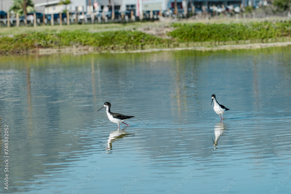 The black-necked stilt (Himantopus mexicanus) is a locally abundant ...