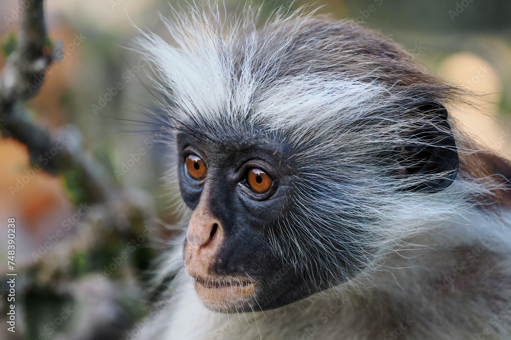 Red Colobus monkeys, found only in Zanzibar. monkeys from the vervet ...