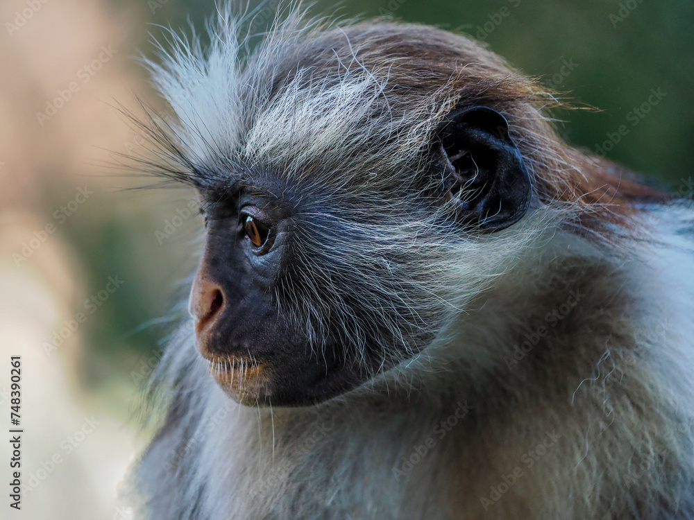 Red Colobus monkeys, found only in Zanzibar. monkeys from the vervet ...