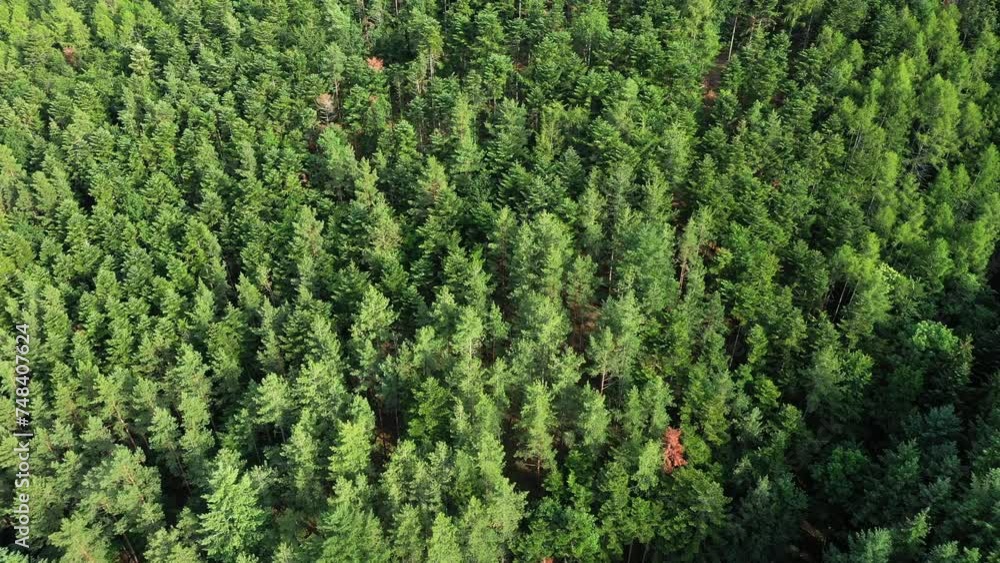 The pine and fir forests in the French countryside , in Europe, in ...