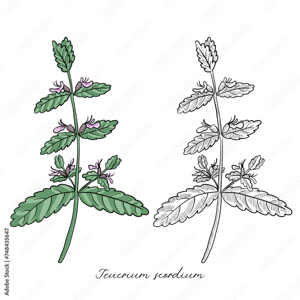 vector drawing water germander , Teucrium scordium, hand drawn ...
