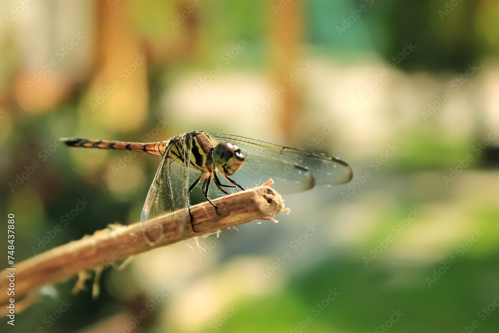 dragonfly insect perch on a branch of a plant. Dragonfly insect with ...