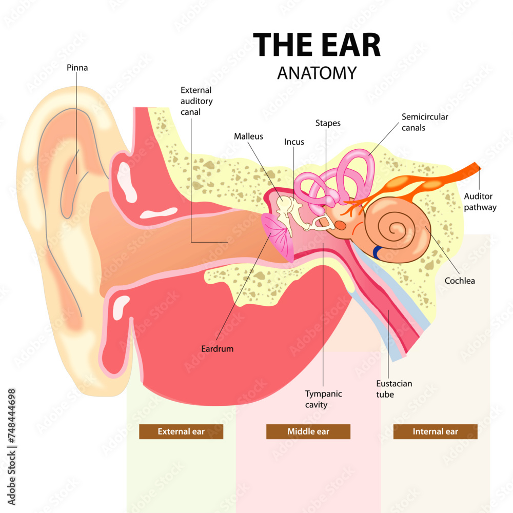 Anatomy of Ear Cross sectioned detailed educational illustration ...