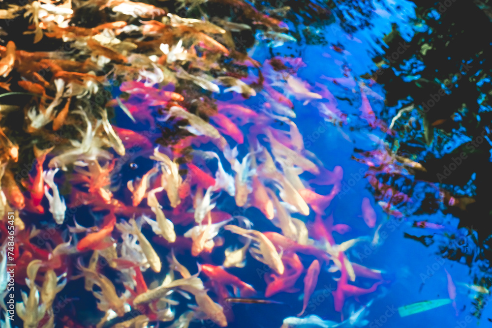 ,Close-up of fish in water,Red tilapia fish farming, tubtim fish ...