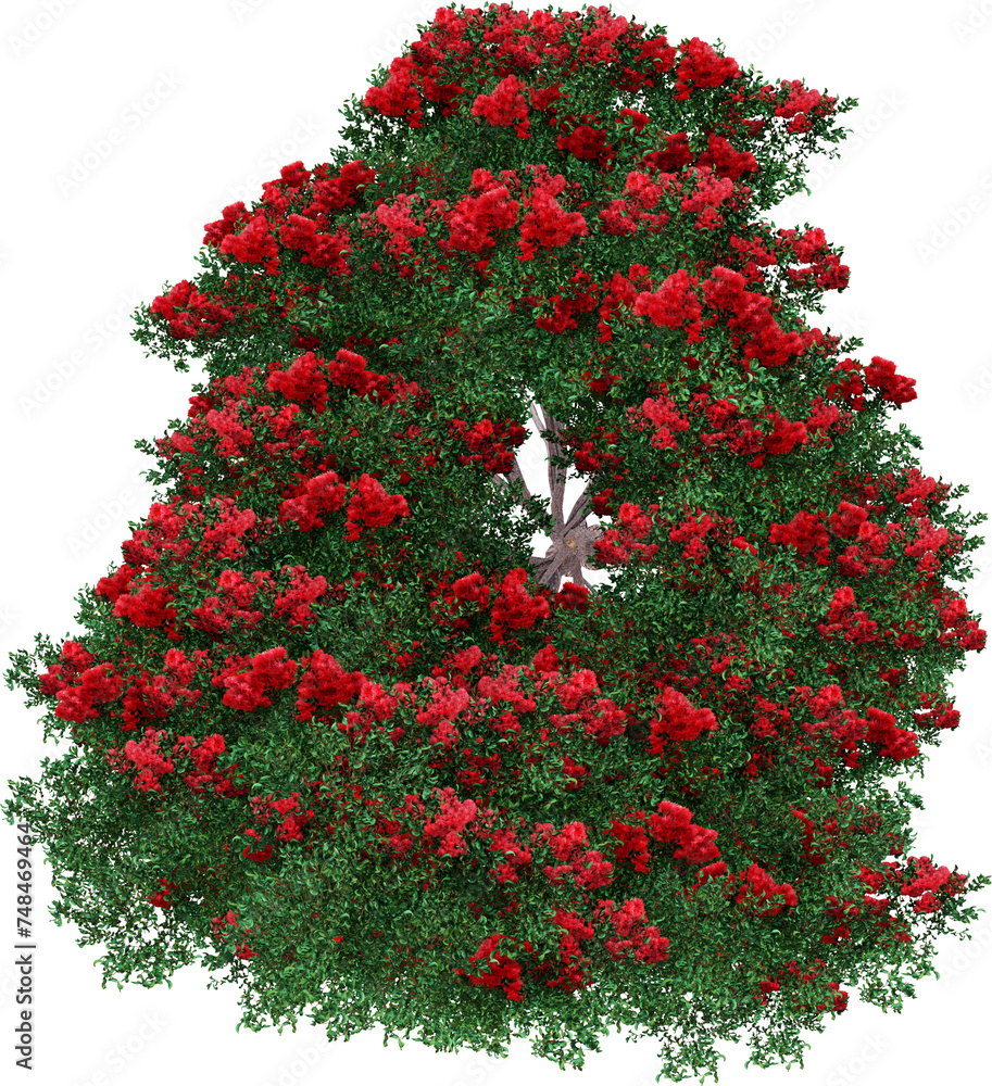 Realistic Tree Top Plan View Stock Illustration | Adobe Stock