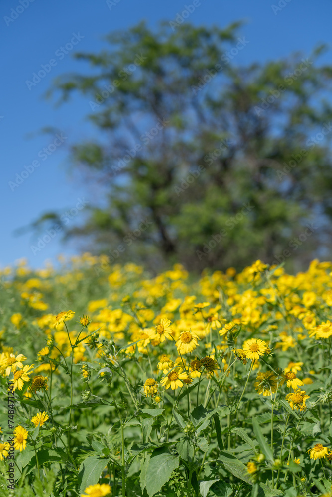 Verbesina encelioides is a flowering plant in the family Asteraceae ...