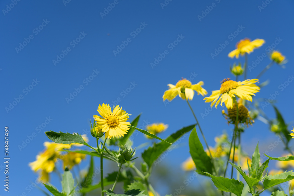 Verbesina encelioides is a flowering plant in the family Asteraceae ...