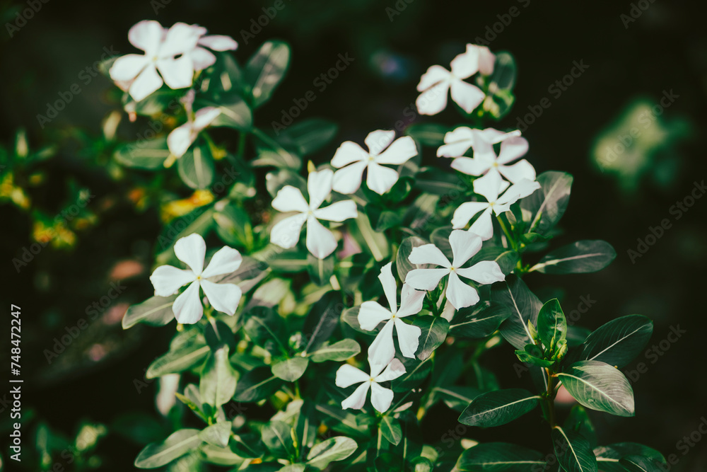 Catharanthus roseus, commonly known as bright eyes, Cape periwinkle ...