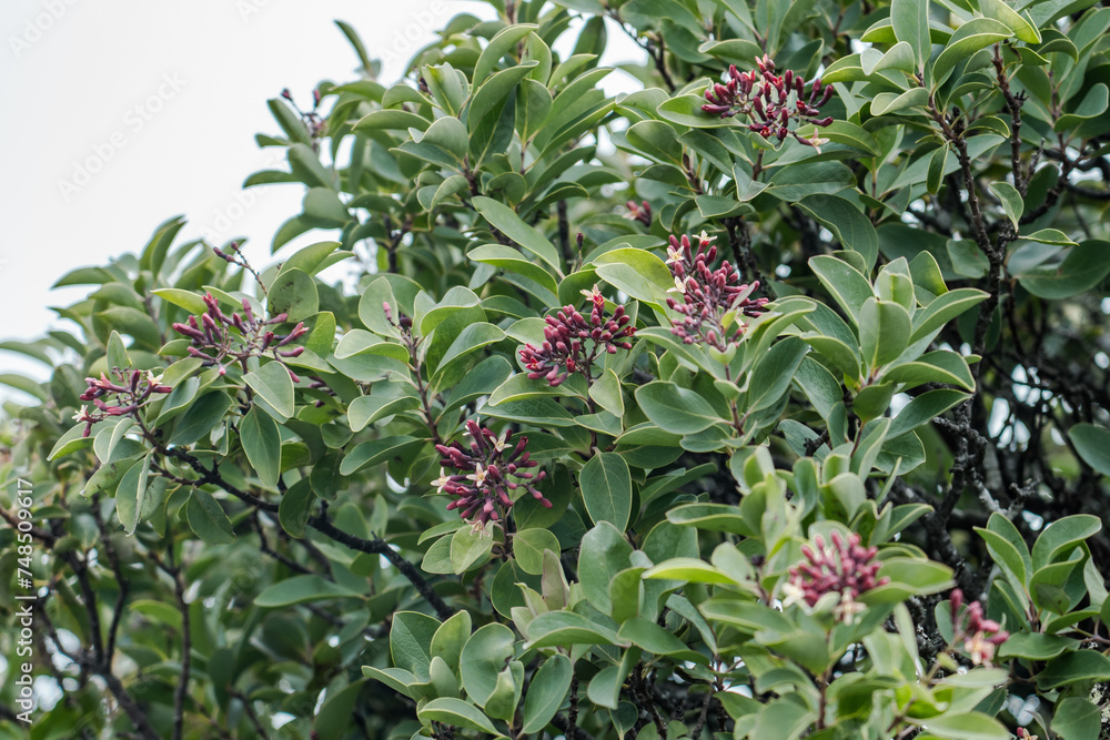 Santalum haleakalae, Haleakala sandalwood or ʻIliahi in Hawaiian ...