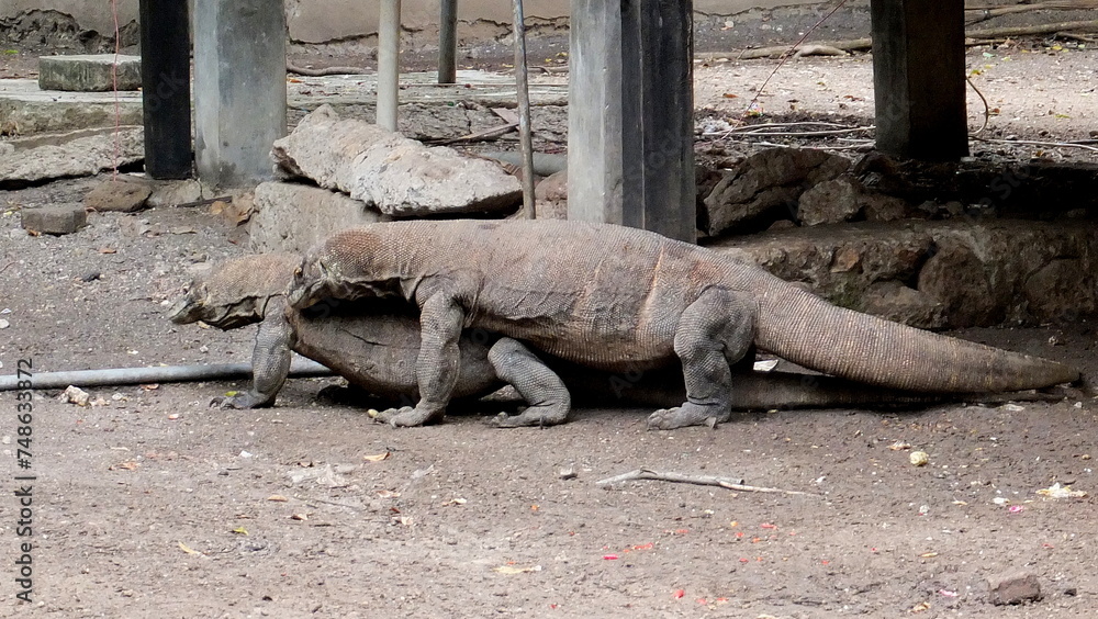 Two Komodo Dragon mating on top of each other at the kitchen area in komodo island national park ...