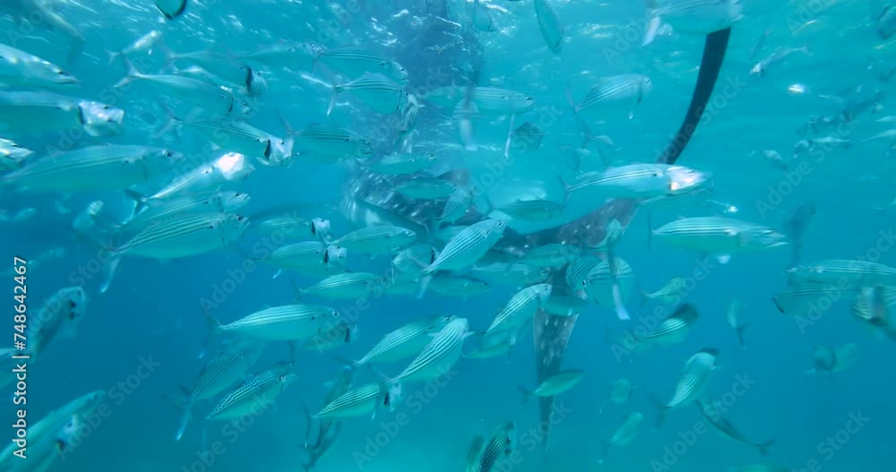 A whale shark swims towards the camera with its mouth wide open. Around the shark swims a large ...