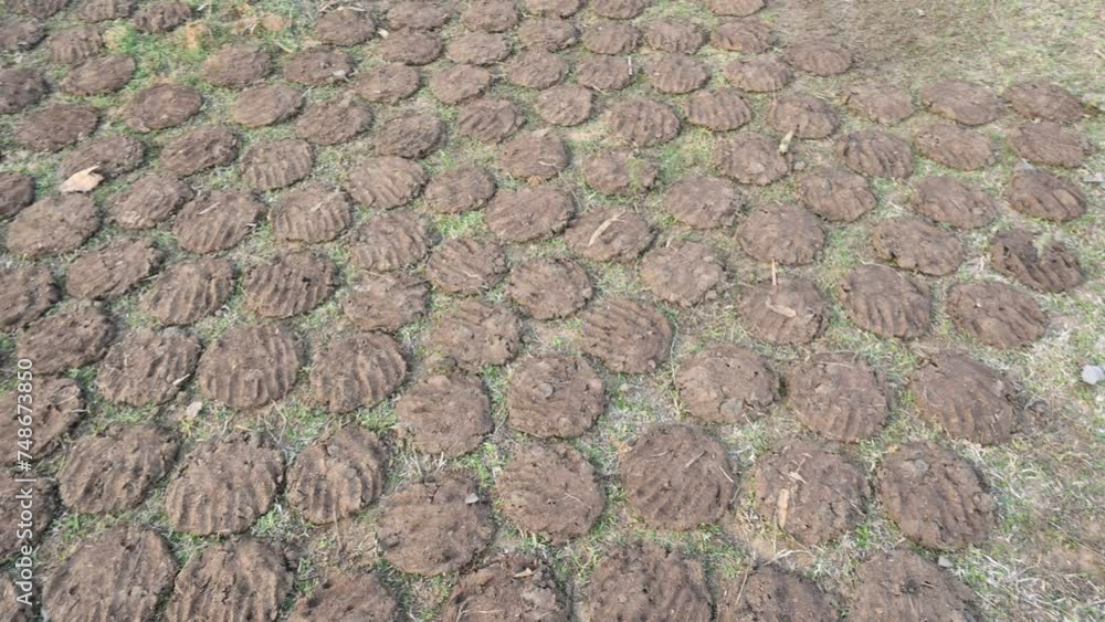 Cow Dung Cakes or gobar upla. Its used as fuel for making food in ...