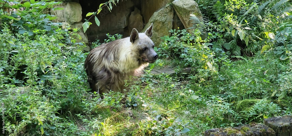 brown hyena (Parahyaena brunnea), also called strandwolf is a species ...