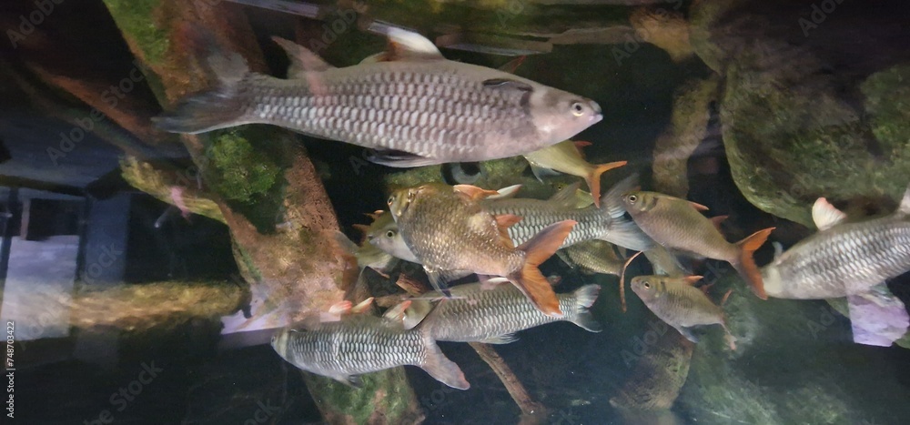 tetras freshwater fish in tank. Exotic freshwater fish are captivating ...