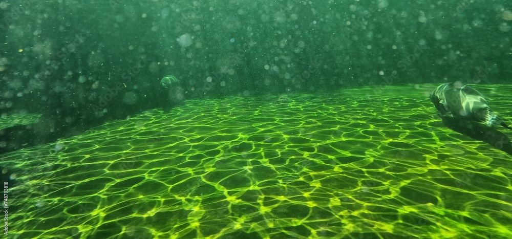 eared seal, otariid, or otary is any member of the marine mammal family ...