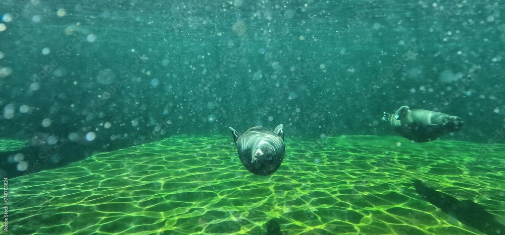 eared seal, otariid, or otary is any member of the marine mammal family ...