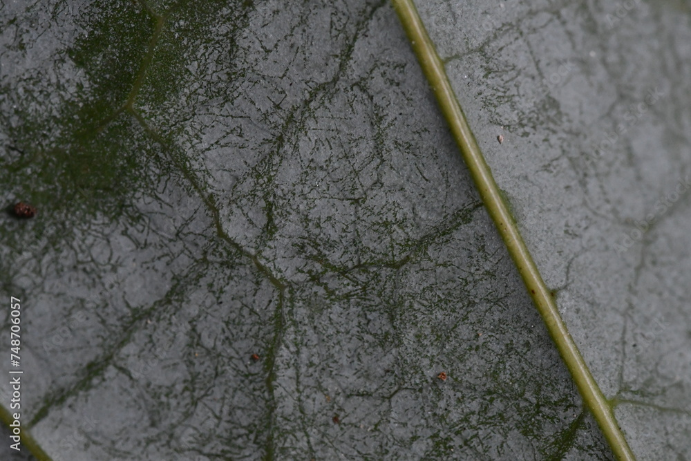 Close up photos of green/purple fresh leaves acting as carbon sink to ...