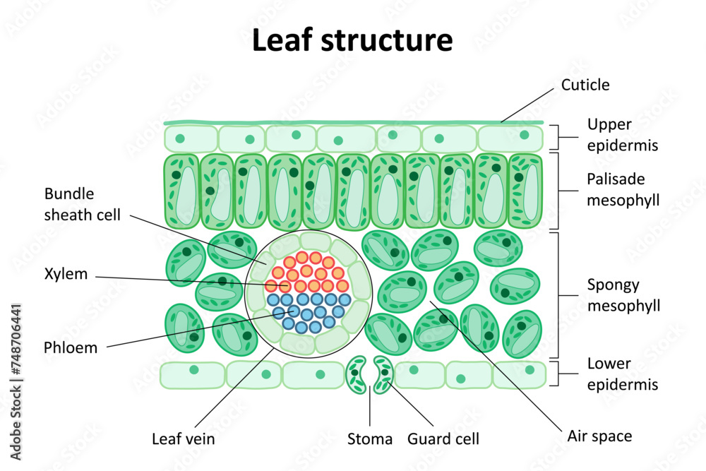 Internal structure of the leaf. Diagram. Leaf structure. Stock Vector | Adobe Stock