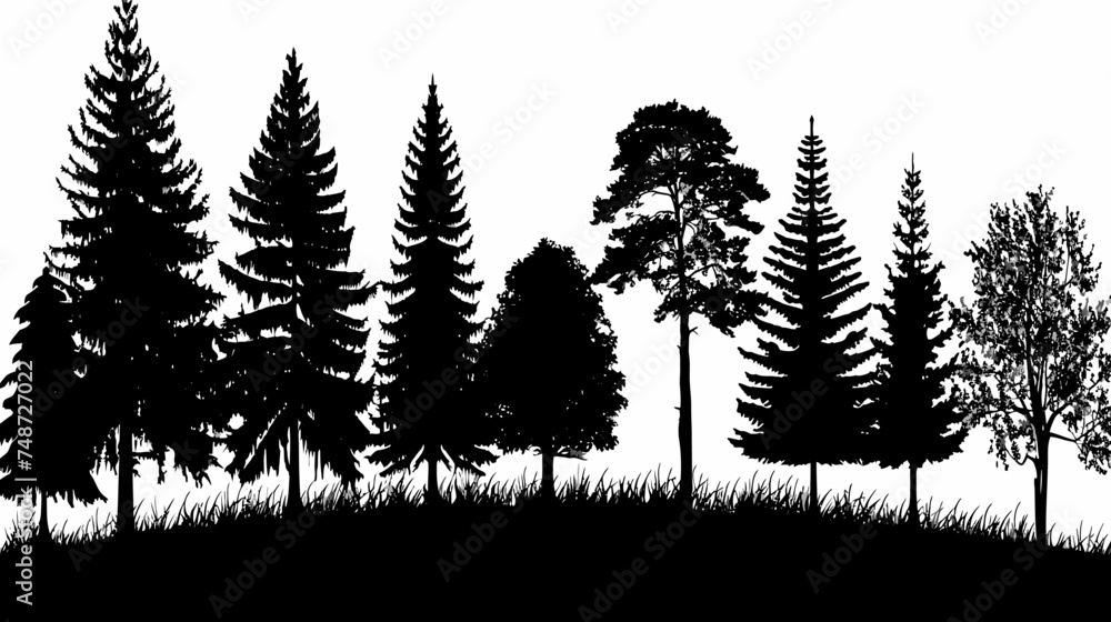 The dark outline of a forest's deciduous and coniferous fir trees ...