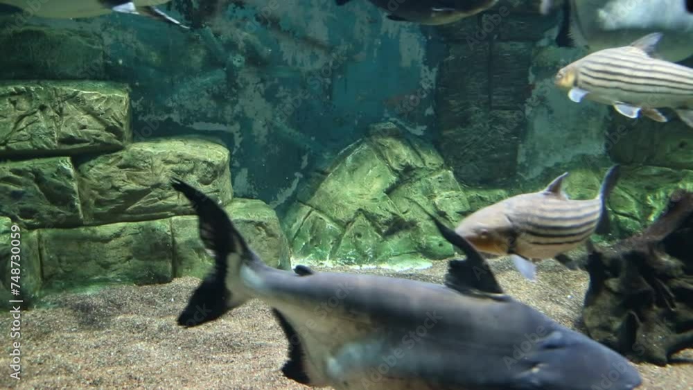 Vidéo Stock Panorama of the seabed with passing marine fish pangasius ...