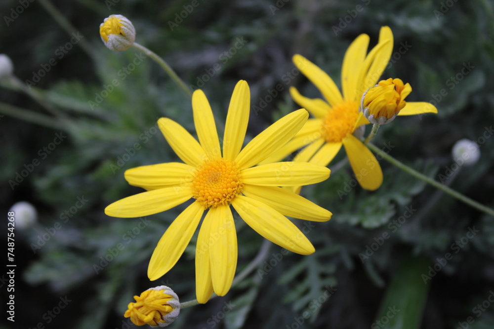 Euryops pectinatus, the grey-leaved euryops, is a species of flowering ...