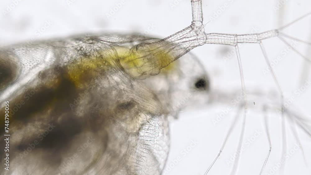 living water flea (daphnia) under the microscope - optical microscope ...