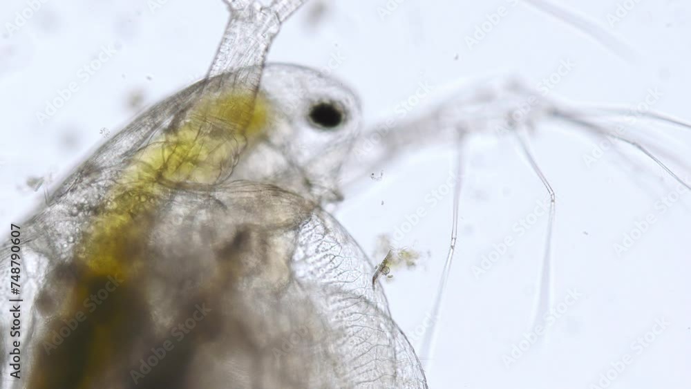 living water flea (daphnia) under the microscope - optical microscope ...