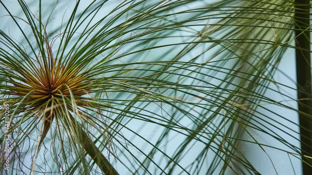 Vidéo Stock Cyperus papyrus (papyrus sedge, paper reed, Indian matting ...