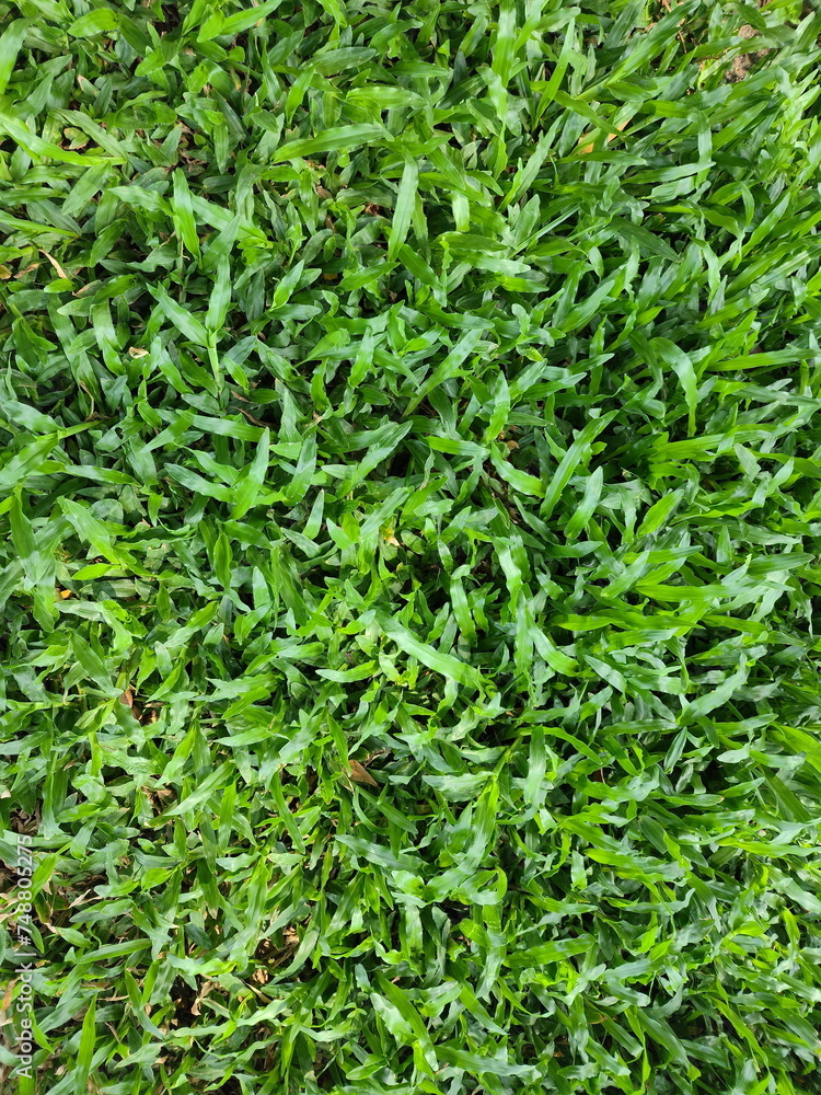 Nuan Noi Grass or Manila Grass, bright green, popularly planted in ...