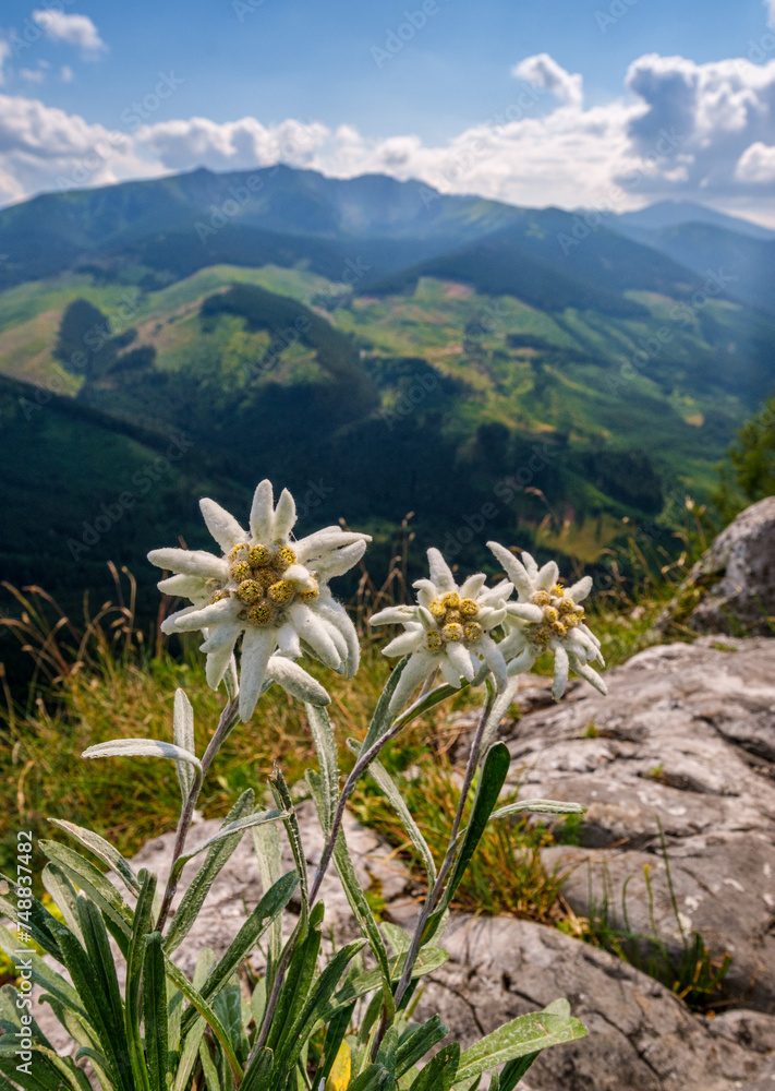 Very rare edelweiss mountain flower. Isolated rare and protected wild ...