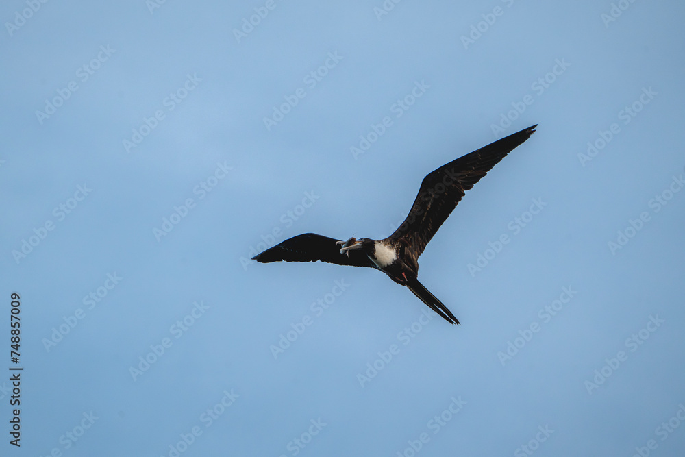 magnificent frigatebird with a fish catch in it's beak bird, sea ocean ...