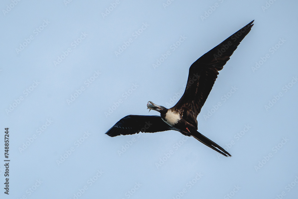 magnificent frigatebird with a fish catch in it's beak bird, sea ocean ...