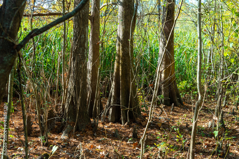 Taxodium distichum (bald cypress, swamp cypress), trees with plank ...