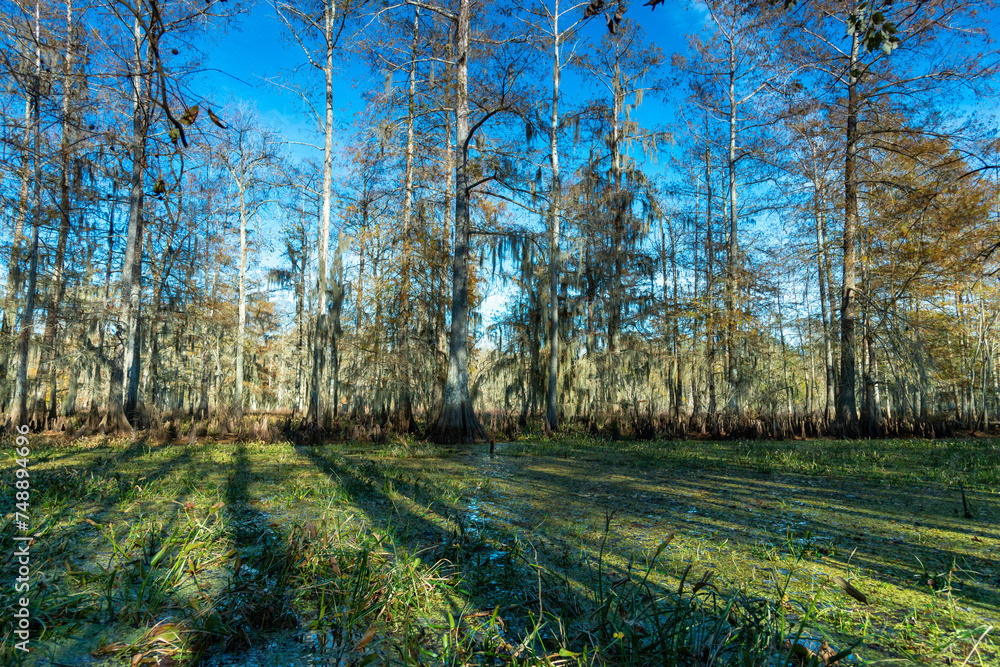 Taxodium distichum (bald cypress, swamp cypress), trees with plank ...