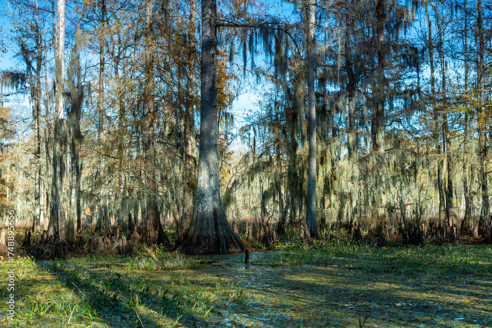 Taxodium distichum (bald cypress, swamp cypress), trees with plank ...