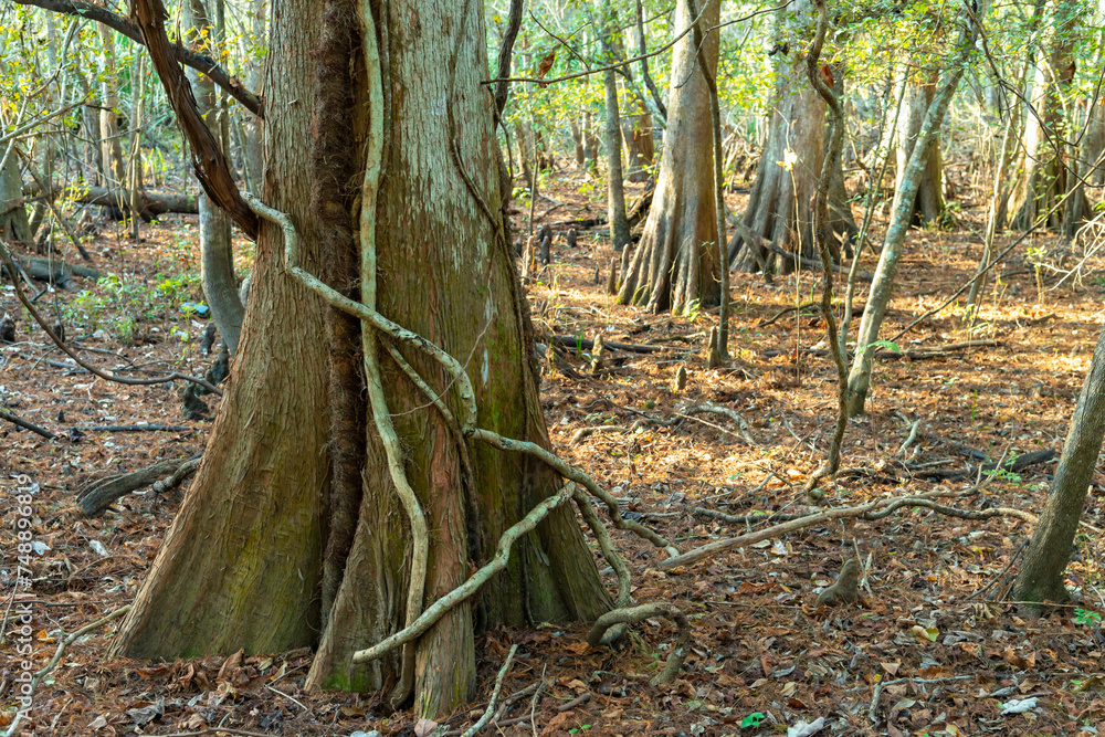 Taxodium distichum (bald cypress, swamp cypress), trees with plank ...